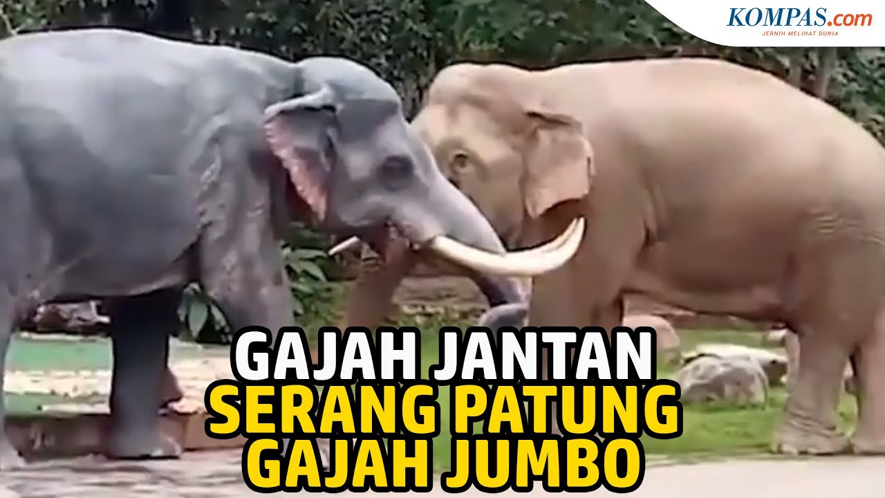 Viral Video Gajah Jantan Marah dan Serang Patung Gajah Jumbo hingga Terguling - YouTube