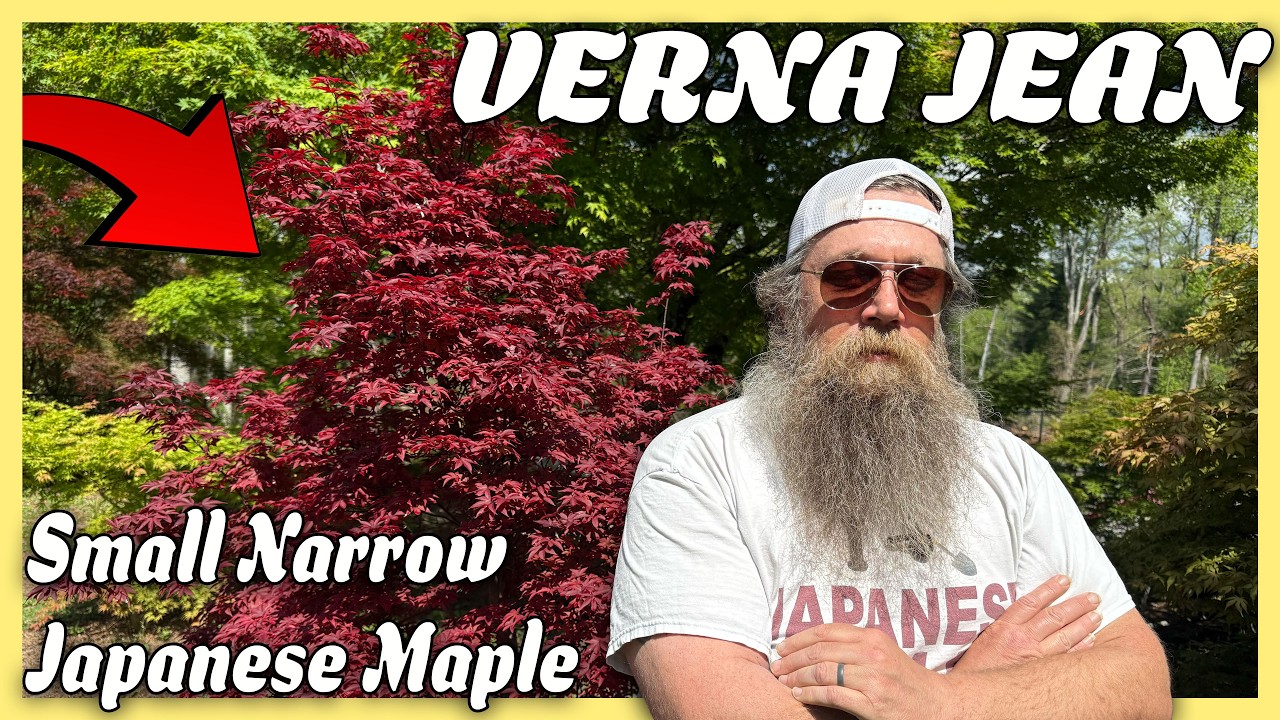 Acer palmatum ‘Verna Jean’ Columnar Japanese Maple - YouTube