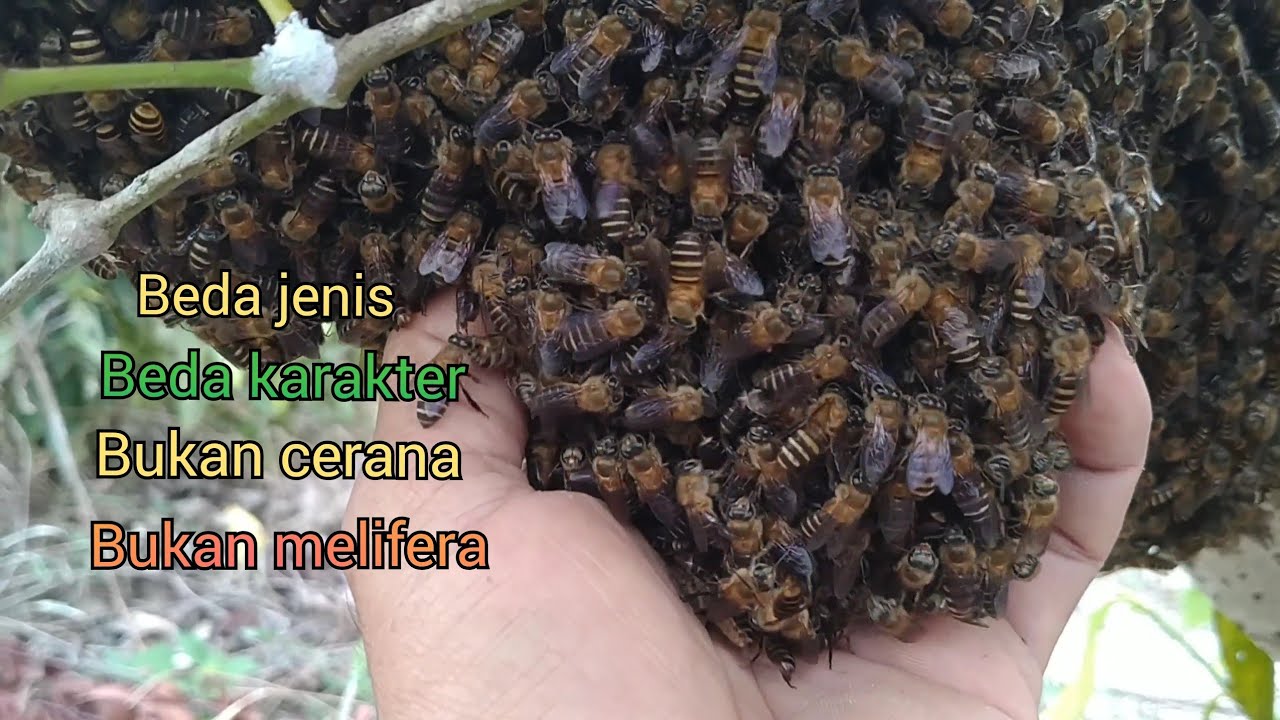 Tak di sengaja menemukan koloni super lebah Apis cerana hitam ( Apis ...