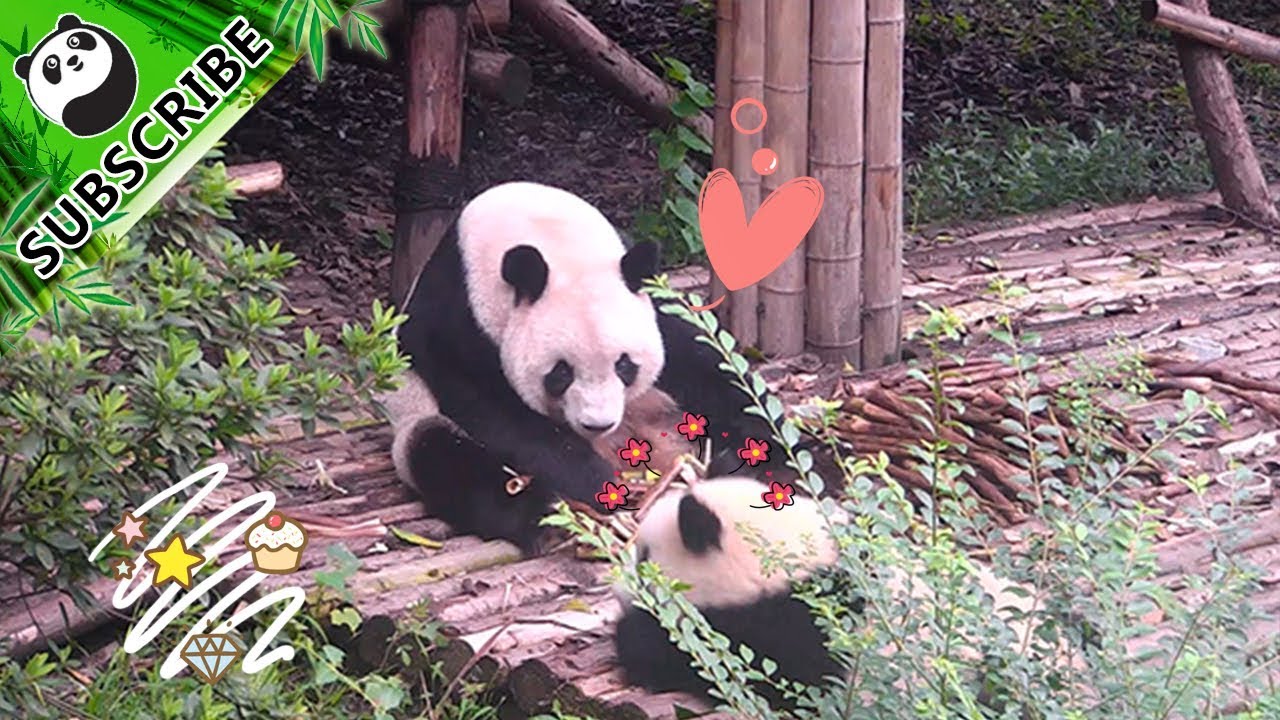 Baby panda lost a fight and complained to his mum! - YouTube