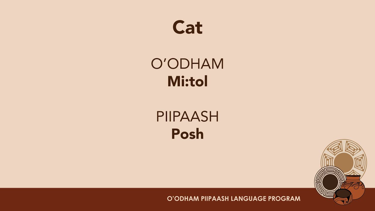 O'odham/Piipaash Words: Cat - YouTube