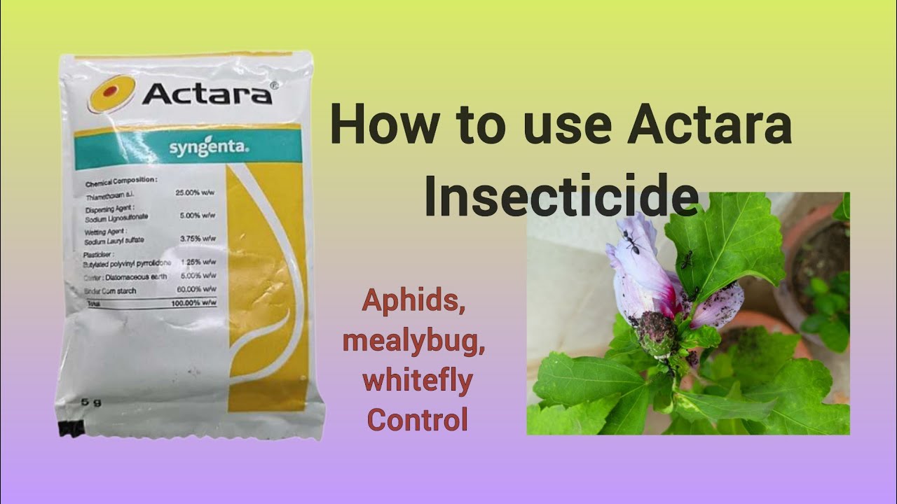 How to use Actara insecticide ||#gardening #insecticides #insectcontrol ...