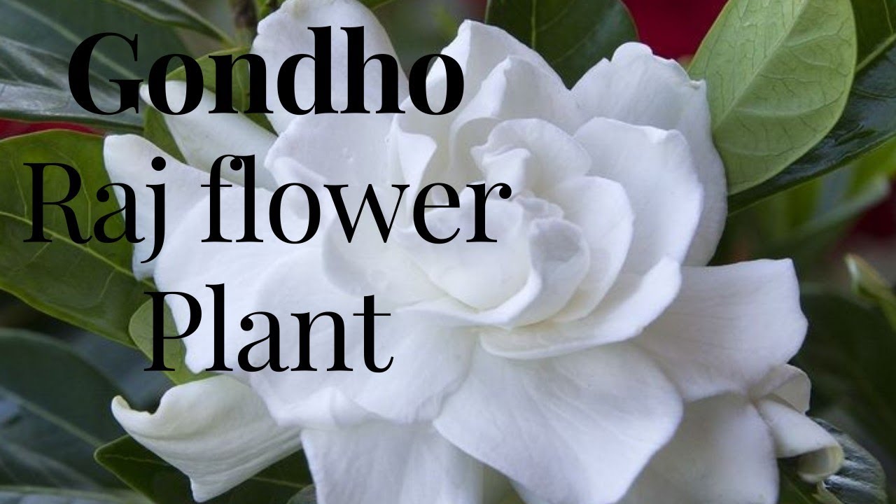 gondhoraj flower plants - YouTube