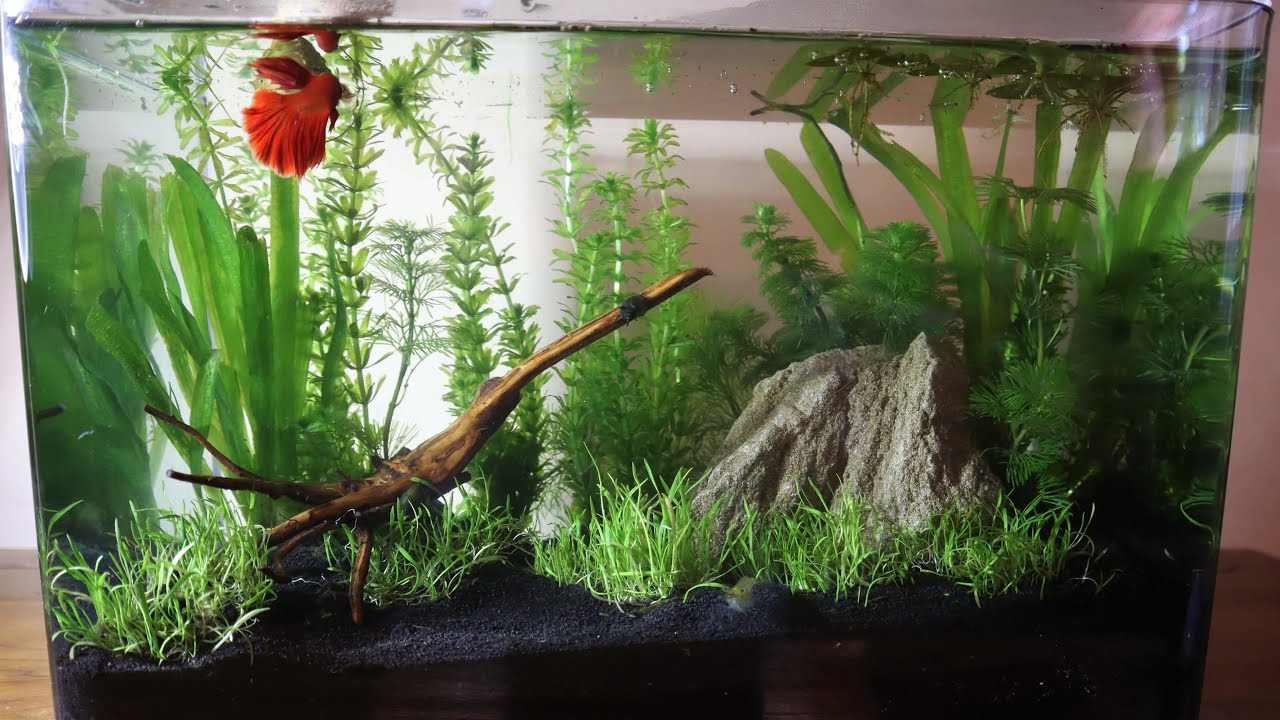 Nano Tank Betta (Planted Tank Aquascape), No filter, No Co2, No ...