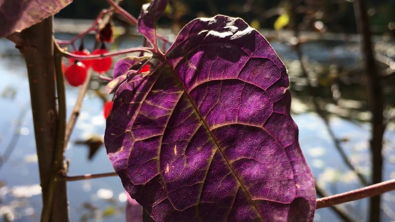 Purple! Autumn Leaves 🍁 Quiet Moments - YouTube