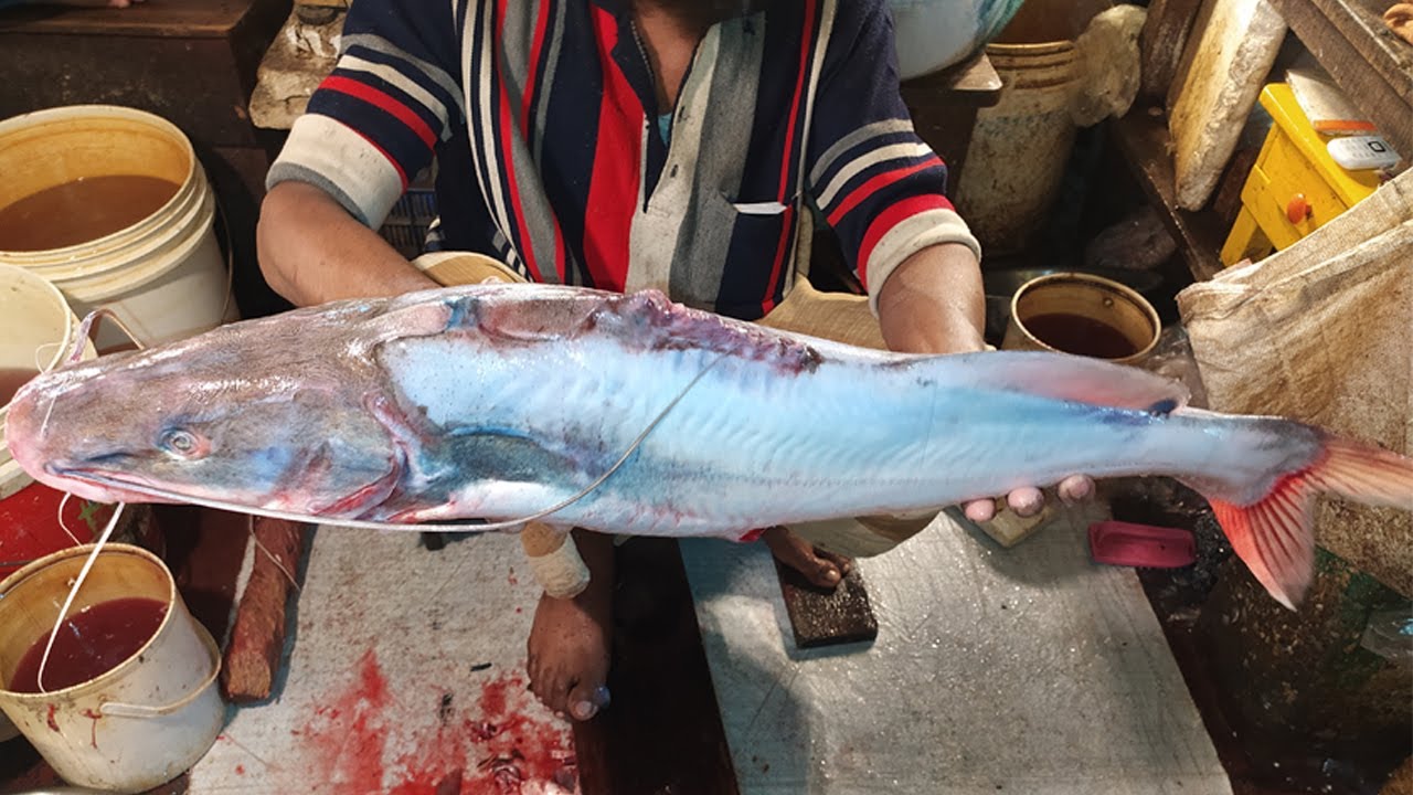 Amazing Huge Ayer Fish Cutting Live in Fish Market 2020 - | Fastest ...