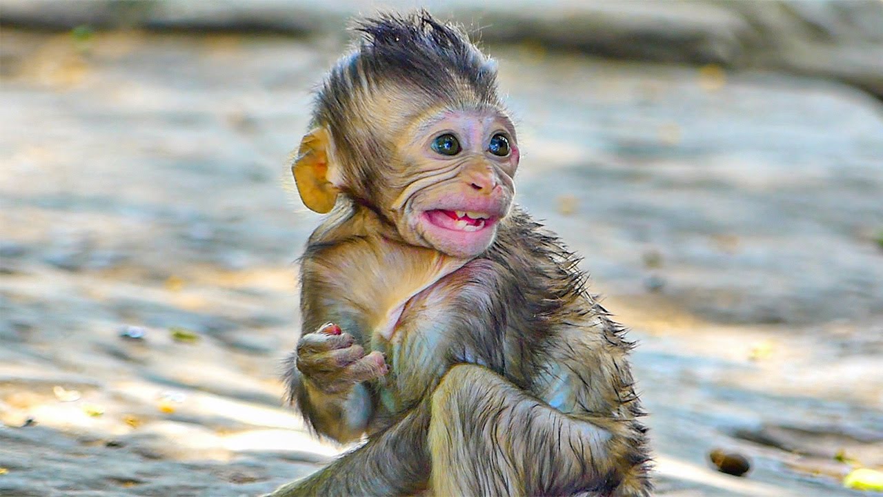 So Adorable When Small Monkey Baby Tia Growing Up And Has More Teeth To ...