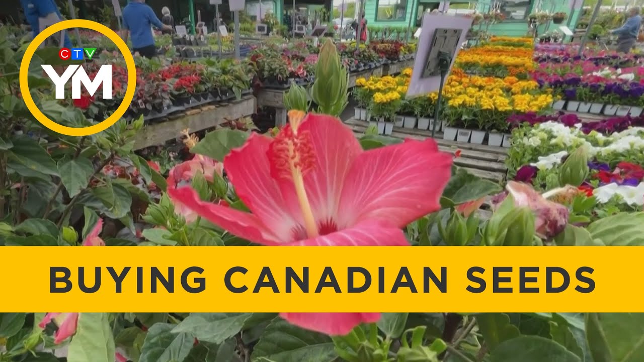 What to Know When Buying Canadian Seeds | Your Morning - YouTube