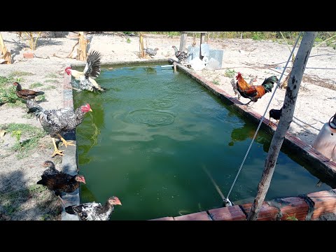 🐔🐟   🌾 Rotina do campo: alimentando as galinhas e os peixes! 🐓💧