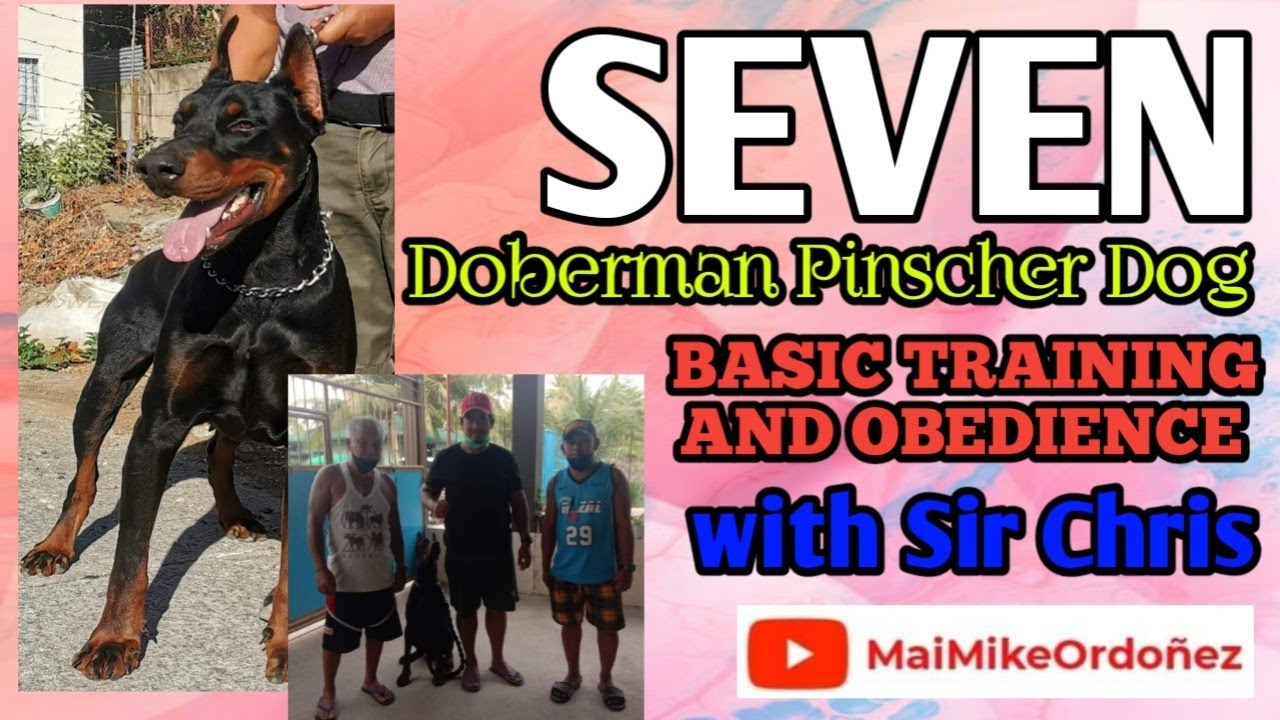 MAIMIKEORDOÑEZ VLOG 058 || SEVEN || DOBERMAN PINSCHER DOG || BASIC TRAINING AND OBEDIENCE - YouTube