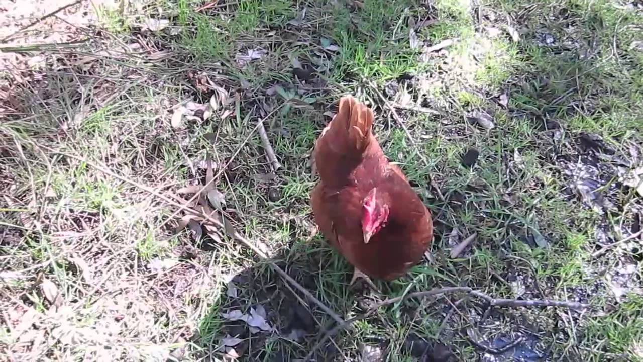 Finding the hidden nest - YouTube
