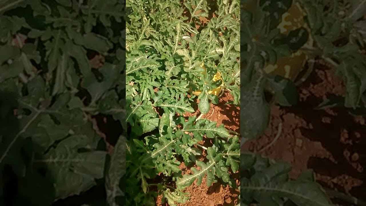 Water millan nishal namthari ready to thindivanam call me 8754531028 ...