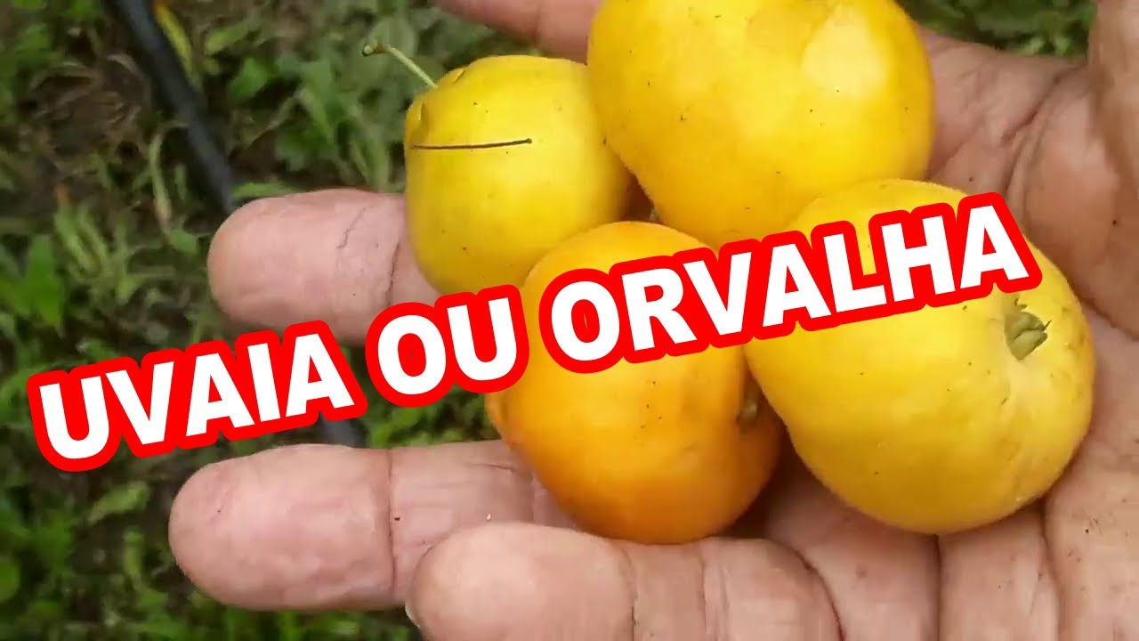 uvaia ou orvalha conhecendo a planta - YouTube