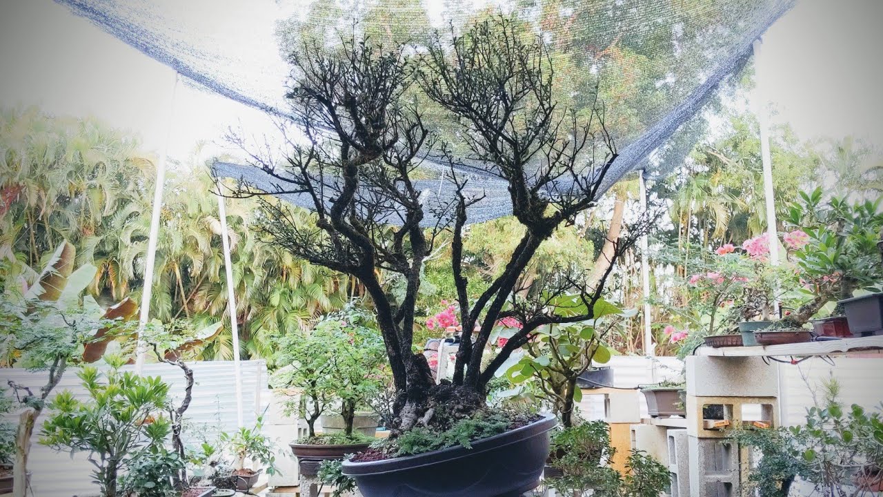 360º Display: Ilex "Holly" First Training Pot - YouTube