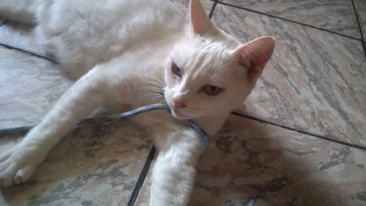 GATO RELAMPAGO - YouTube