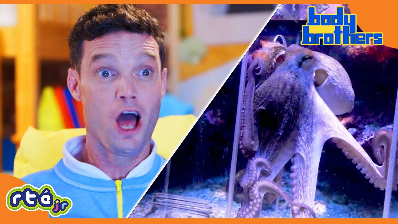 Incredible Octopuses: What Can They Do?! 🐙😮 | Animal Disco Show | Body ...