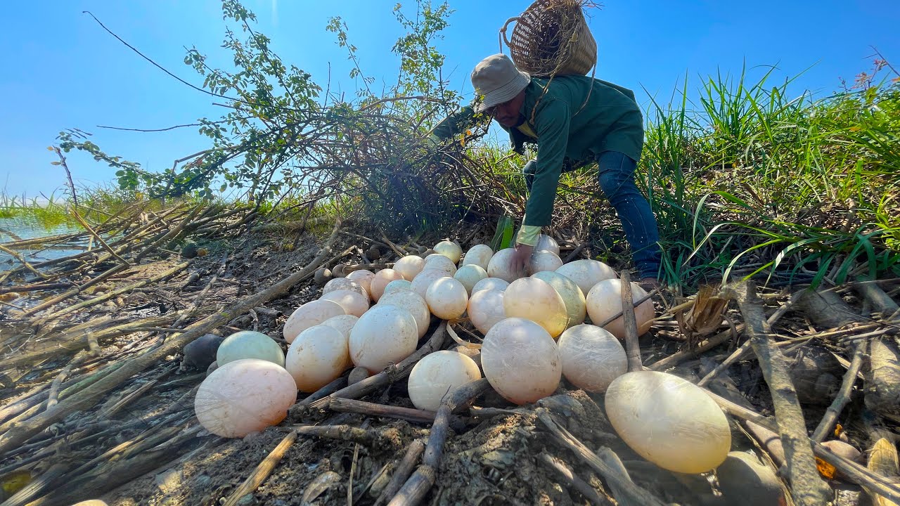 Unbelievable Picking Duck Eggs - A tommy farmer was walking back from ...