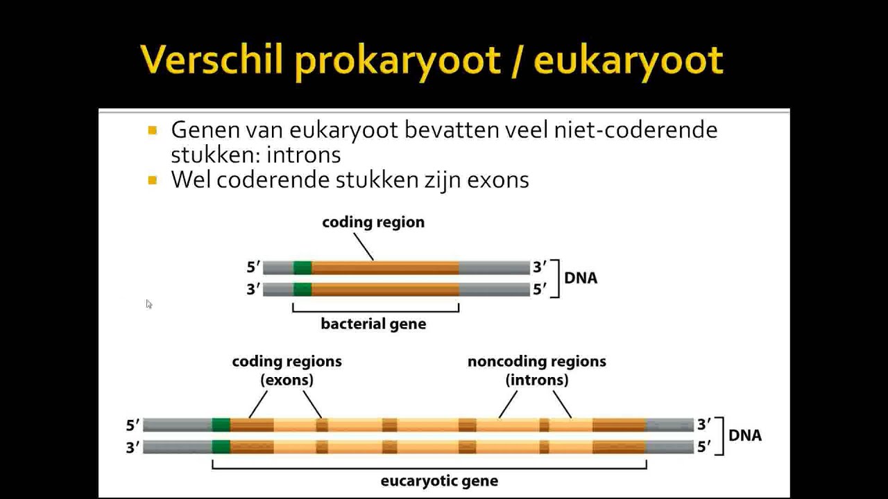 RNA Processing pre mRNA splicing introns exons - YouTube