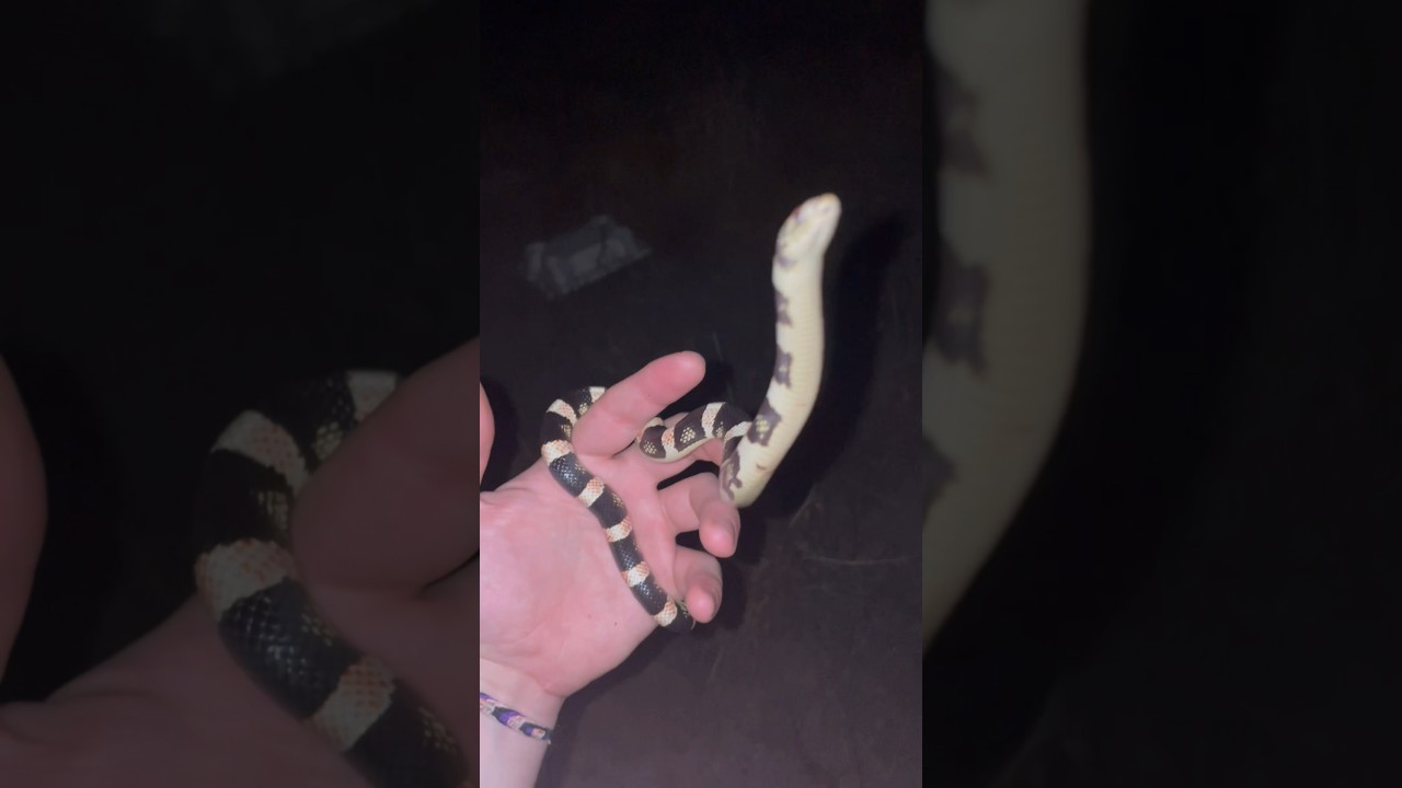 Long-Nosed Snake had us Confused at the End! #snake #reptiles #wildlife ...