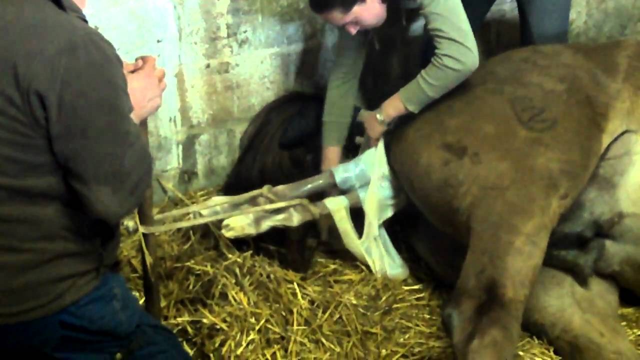 bevalling veulen - YouTube