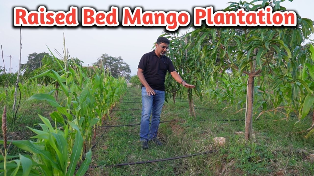 High Density Mango Plantation | Raised Bed Mango Plantation | Precision ...