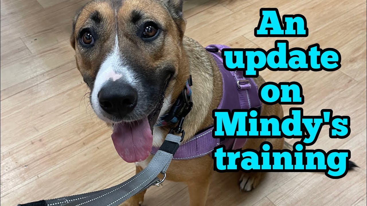 How's Mindy going with training to be an assistance dog? #dog # ...
