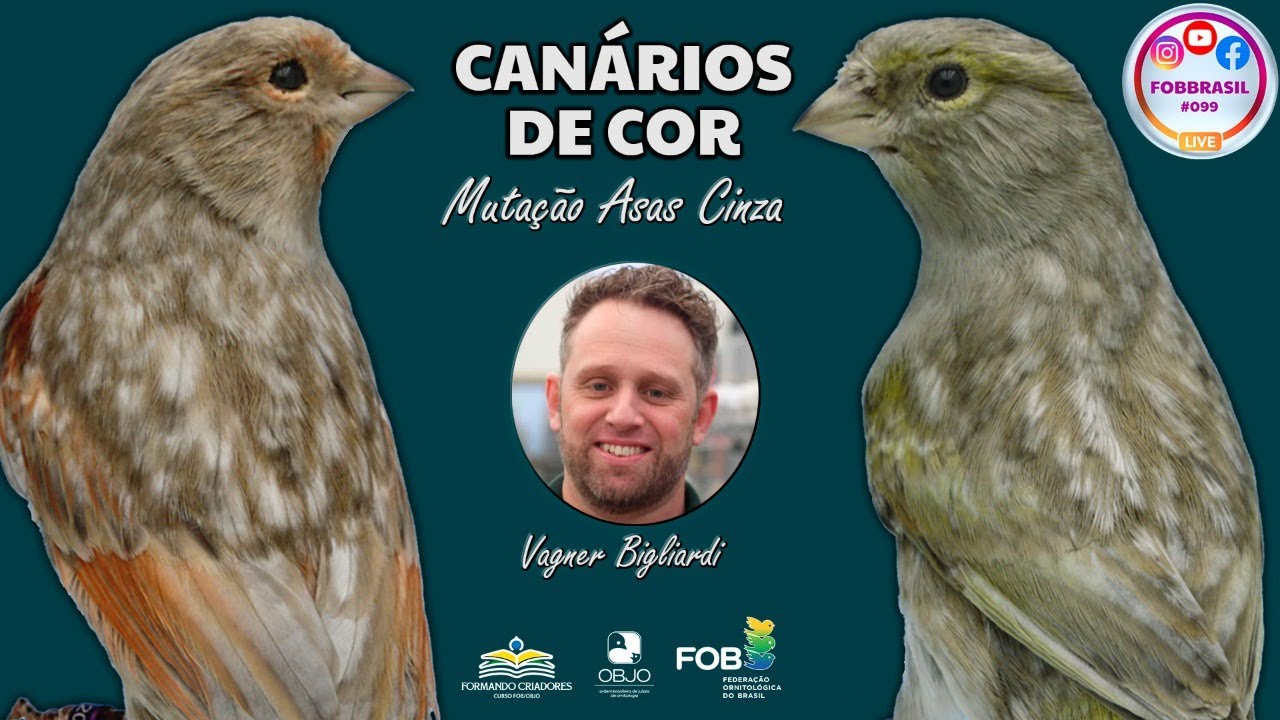 Canários de Cor - Conheça a Mutação Asas Cinza - qual sua origem e como ...