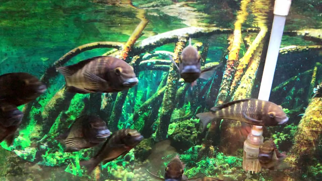 Tropheus Red Lupota Colony - YouTube