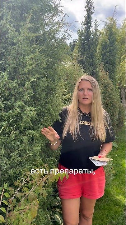 ТОЛЬКО 2 ПРЕПАРАТА ДЛЯ ЛЕЧЕНИЯ ХВОЙНЫХ #садоводство - YouTube