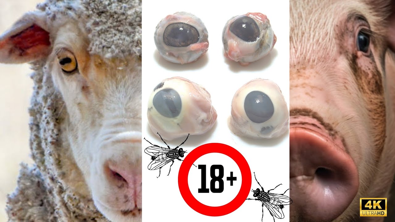 Eyes Time Lapse - SHEEP VS PIG - YouTube