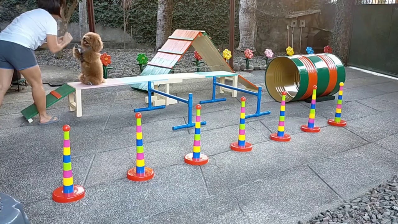 DIY DOG AGILITY EQUIPMENT (#ECQ) - YouTube