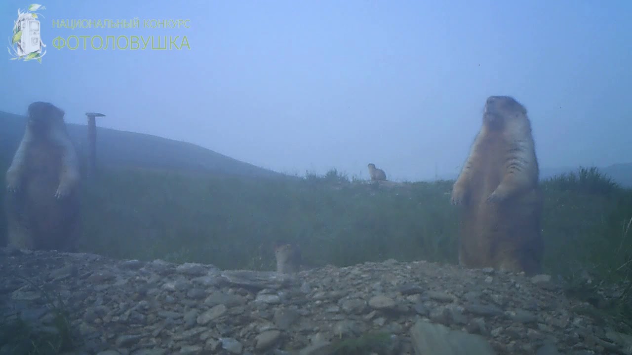 ID2808/Сохондинский заповедник/Часовые не дремлют в тумане - YouTube