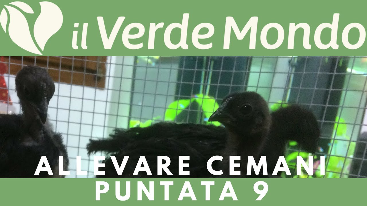 Allevare Cemani | Puntata 9 | Pulcini ad 1 mese di vita - YouTube