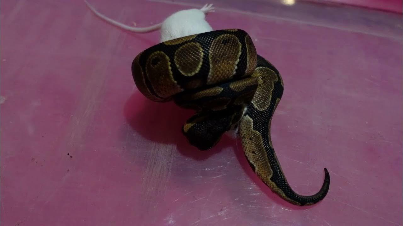 Baby Python squeezes the life from mouse / warning live feeding - YouTube