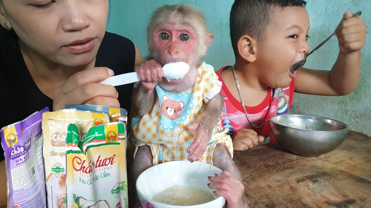 Baby monkey Bob loves special porridge - YouTube