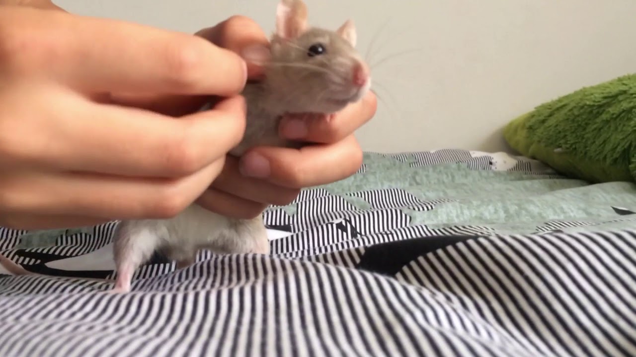 The Rat Gang- The Big Adventure - YouTube