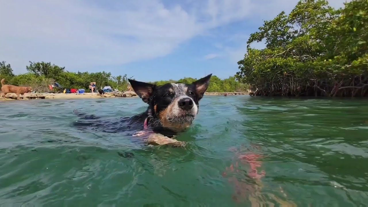 Florida Keys locals' gem - Jumping Bridge in Sugarloaf Key - perfect ...