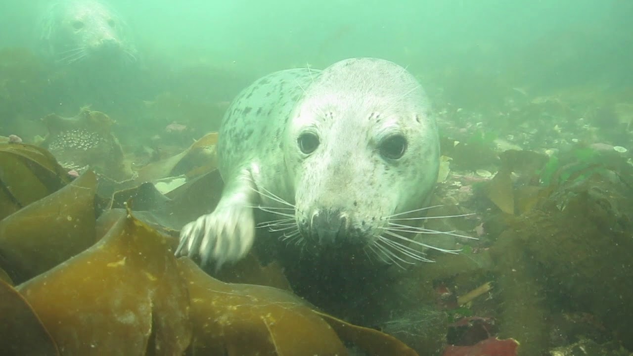 Dive The Farnes, See The Seals - YouTube
