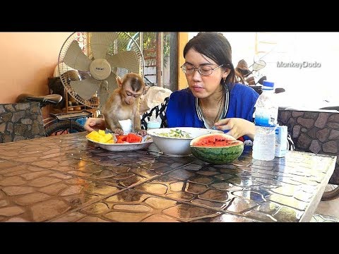 Cute Dodo Get Dinner With Mama, Dodo Love His Food Too Much - YouTube