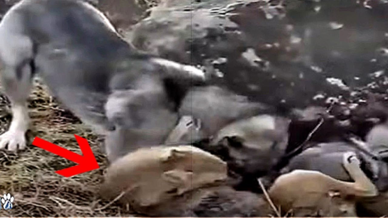 Kangal Obliterates A Wolf | Kangal vs wolf fight!!! - YouTube
