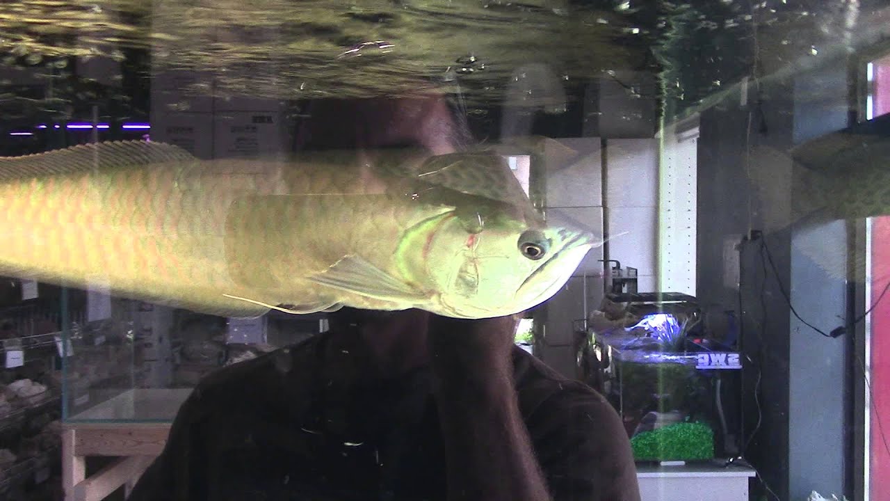 Arowana Display Tank - YouTube