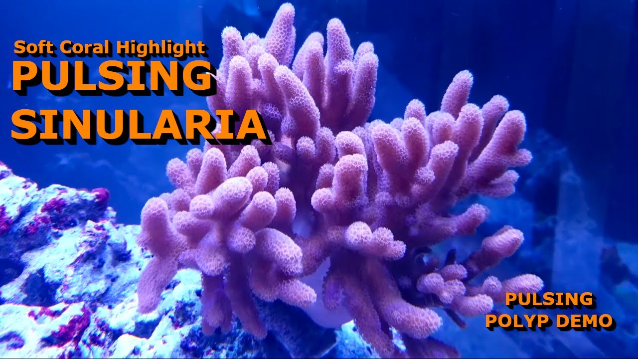 My pulsing Sinularia... Pulsing. - YouTube