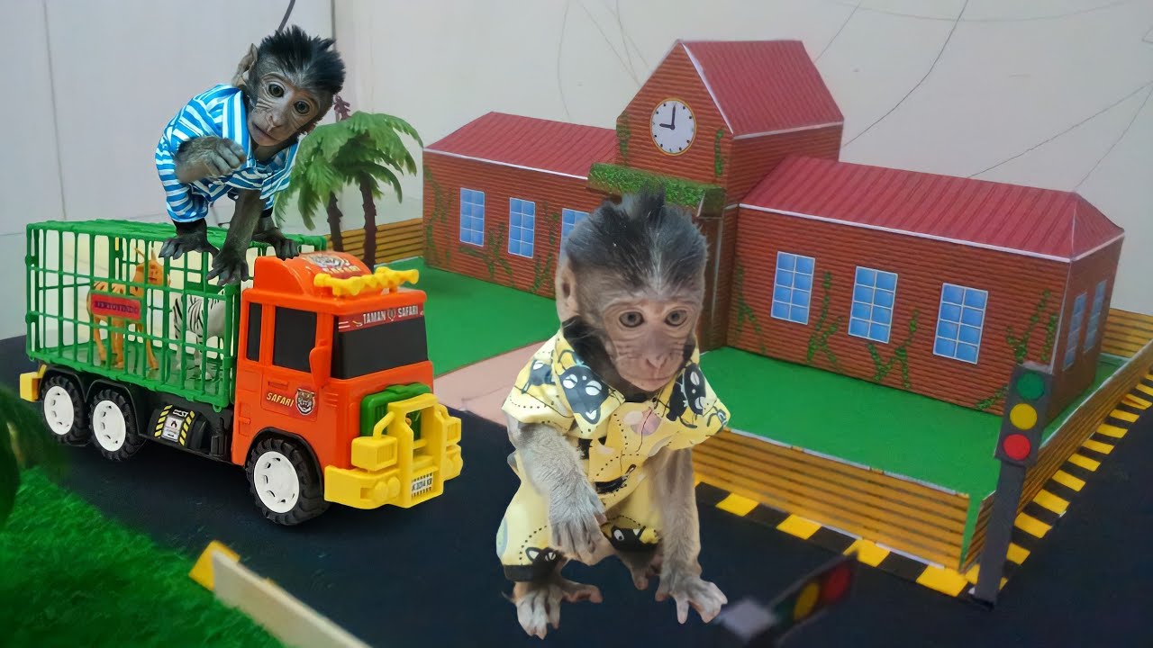 Baby Monkey Dicky Rides a Truck While Eating Mangoes, so cute! - YouTube