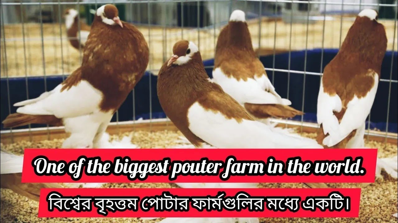 One OF The Biggest Pouter Pigeon Loft In The World বিশ্বের বৃহত্তম ...