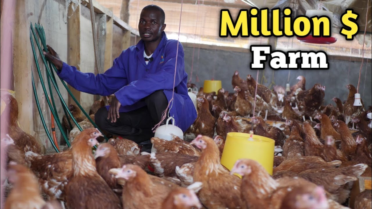 Inside Million Dollar Farm Producing Eggs, Meat, Organic Fertiliser ...