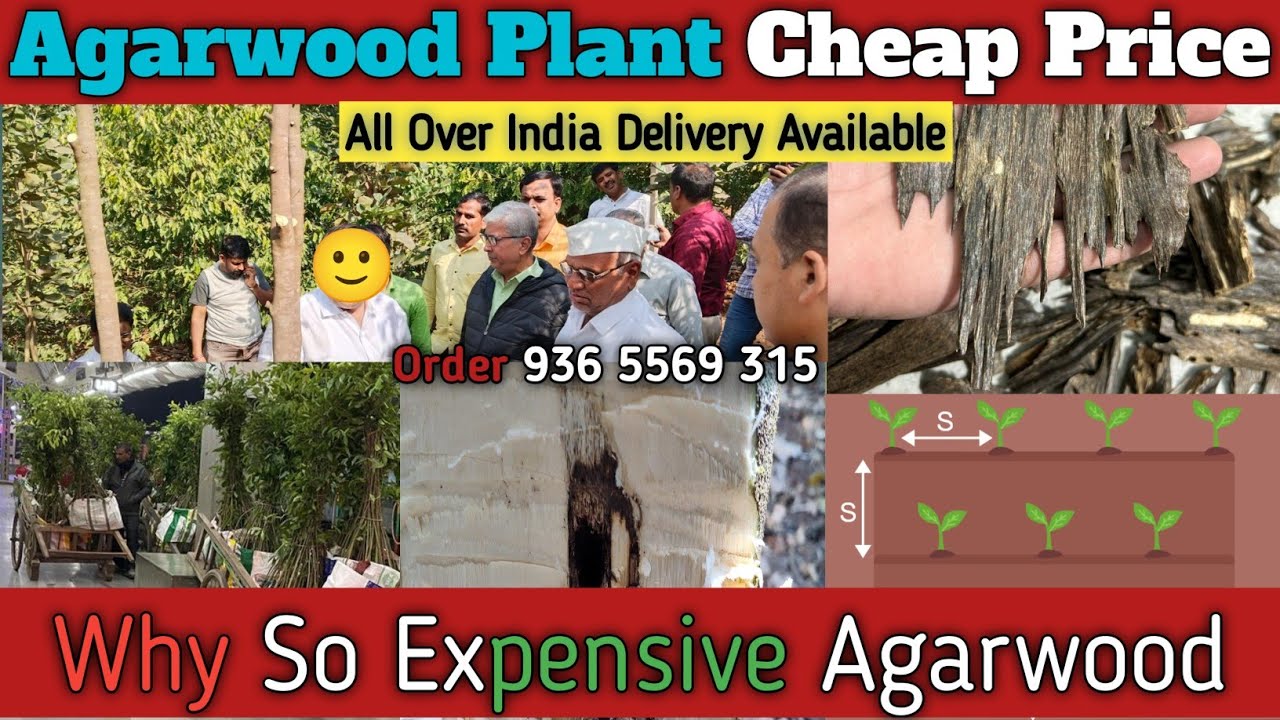 Agarwood Tree/Agarwood Market/Agarwood Harvest/Agarwood Farming ...