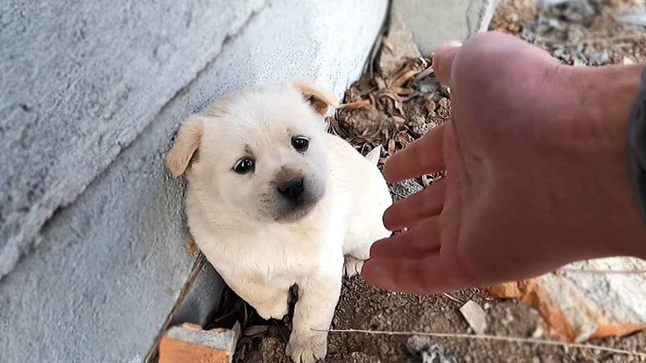 ANIMALS THAT ASKED PEOPLE FOR HELP - YouTube