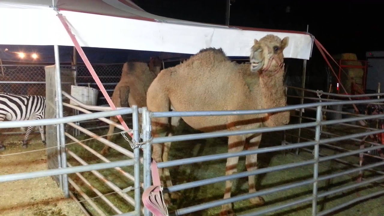 Camels and Zebras on DISPLAY at CIRCUS RAMOS - PETA would love to see ...