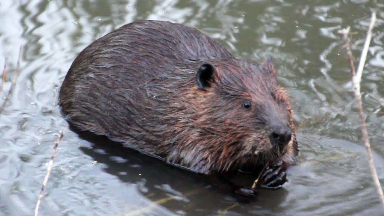 Super Trek The Search For Beaver カナダじゃ石神井公園みたいな池にもビーバーいるのよ - YouTube