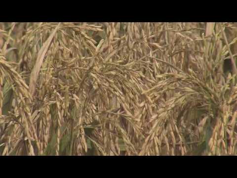 Louisiana farmers harvest rice ratoon - YouTube